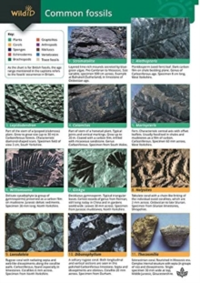 A Guide to Common Fossils: Helen Pellant: 9781851532889: TGJones