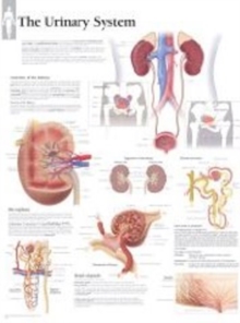 Urinary System Laminated Poster: Scientific Publishing: 9781932922448 ...
