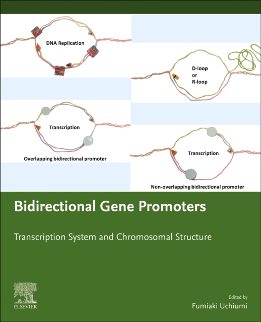Bidirectional Gene Promoters : Transcription system and chromosomal ...