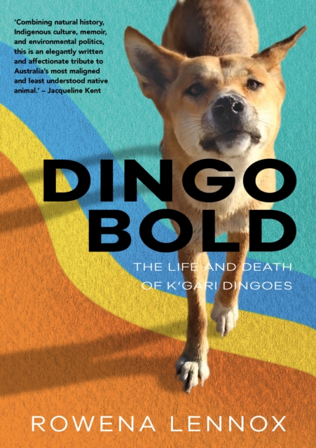 Dingo Bold : The Life and Death of K'gari Dingoes: Rowena Lennox ...