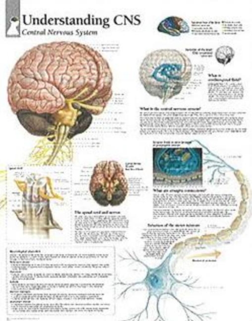 Understanding CNS Laminated Poster: Scientific Publishing ...