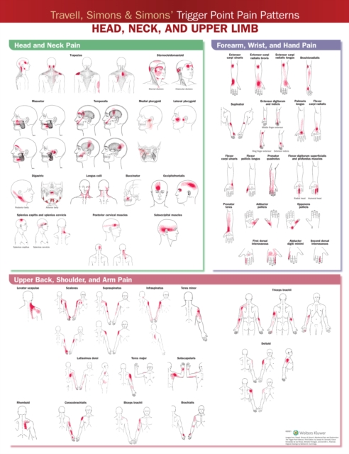Travell, Simons & Simons’ Trigger Point Pain Patterns Wall Chart : Head ...